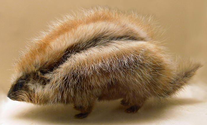 10 Most Dangerously Cute Creatures - Cute But Deadly Animals! 10 Most Dangerously Cute Creatures - Cute But Deadly Animals!